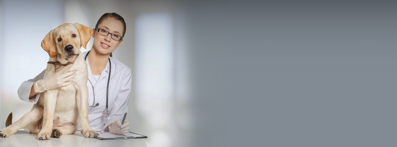 Veterinary Application Development | Veterinary Software Solution - SISGAIN